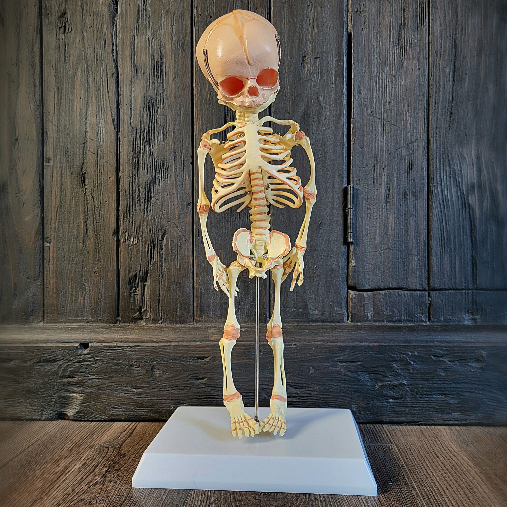 Fetal Skeleton, Life Size Human Fetus Skeleton, Anatomical Skeleton ...