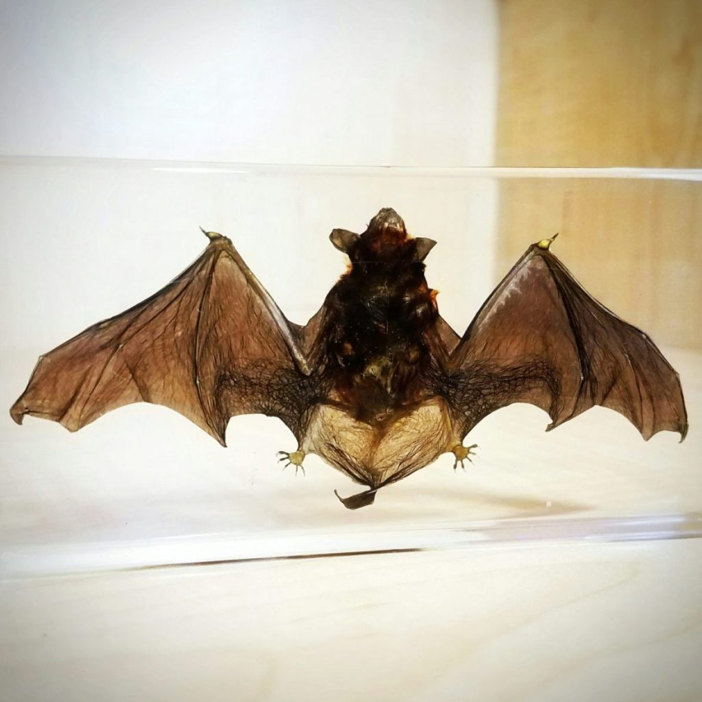 Insects in Resin, Best Quality resin specimens -Oddities For Sale