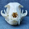 Real Cat Skull, Domestic Cat, Animal Skulls - Oddities For Sale has unique
