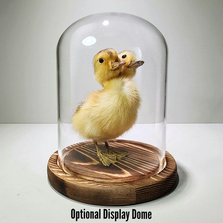 Oddity Store Online, Curiosities, Gothic Décor, Oddities Website
