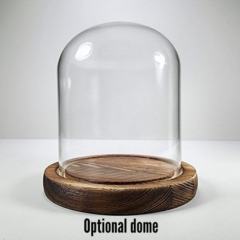 Real Cat Skull, Domestic Cat, Animal Skulls - Oddities For Sale has unique