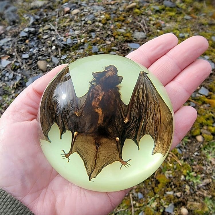 Bat in Resin Dome, Glow in the Dark, Real bat - Oddities For Sale has ...